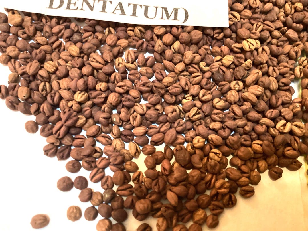 Southern Arrowwood Tree Seeds (VIBURNUM DENTATUM) - Etsy