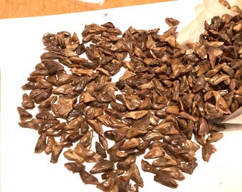 Abies Alba (european Silver Fir) Tree Seeds, Impressive Size, Unique ...