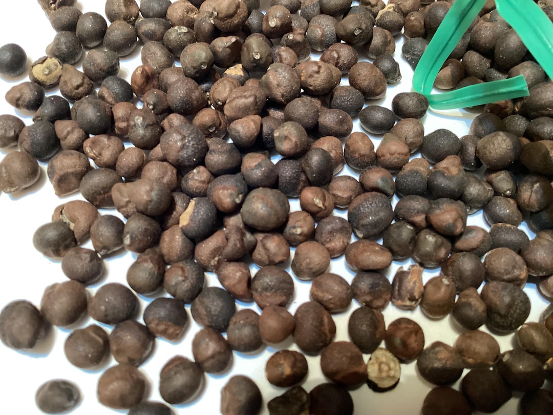 Kapok Tree Seeds (CEIBA PENTANDRA) - Silk Cotton Tree - Etsy