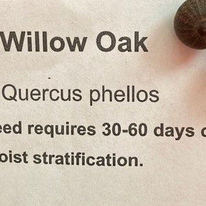 Willow Oak Tree Seeds (QUERCUS PHELLOS) (acorns) - Etsy