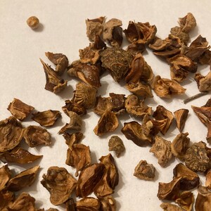 Bald Cypress Tree Seeds (TAXODIUM DISTICHUM) (southern Sourced) - Etsy