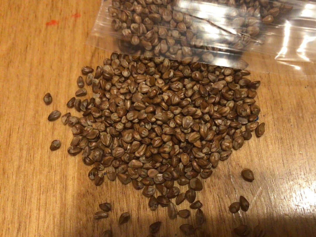 Eastern Red Cedar Tree Seeds JUNIPERUS VIRGINIANA - Etsy