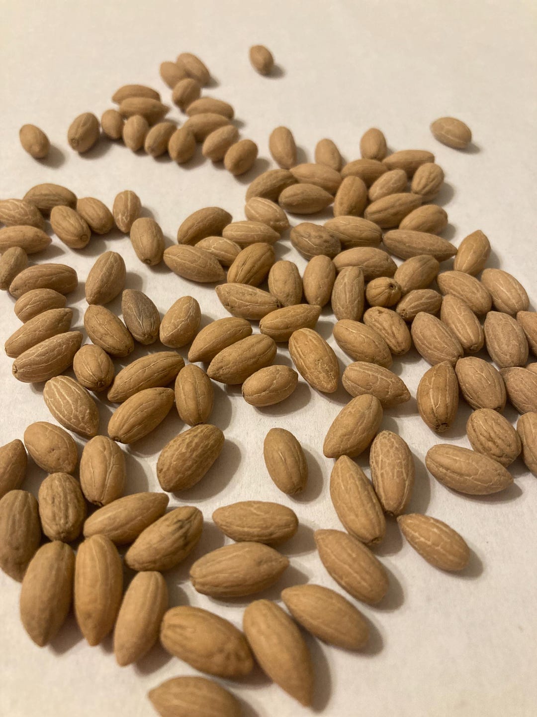 European Olive Tree Seeds (OLEA EUROPAEA) (common Olive) - Etsy