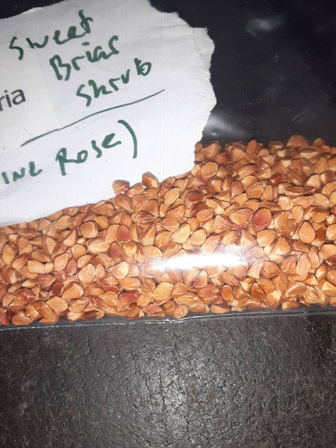 Sweet Briar Shrub Seeds eglantine Rose - Etsy