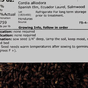 Spanish Elm Tree Seeds (CORDIA ALLIODORA) (ecuador Laurel) (salmwood ...