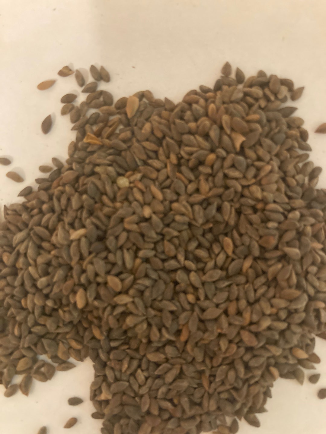 Blue Spruce Tree Seeds PICEA PUNGENS GLAUCA Dolores Co - Etsy