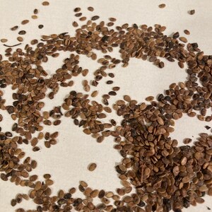 Ink Berry Tree Seeds (ILEX GLABRA) (appalachian Tea) (dye-leaves ...