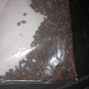 Serbian Spruce Tree Seeds picea Omorika - Etsy