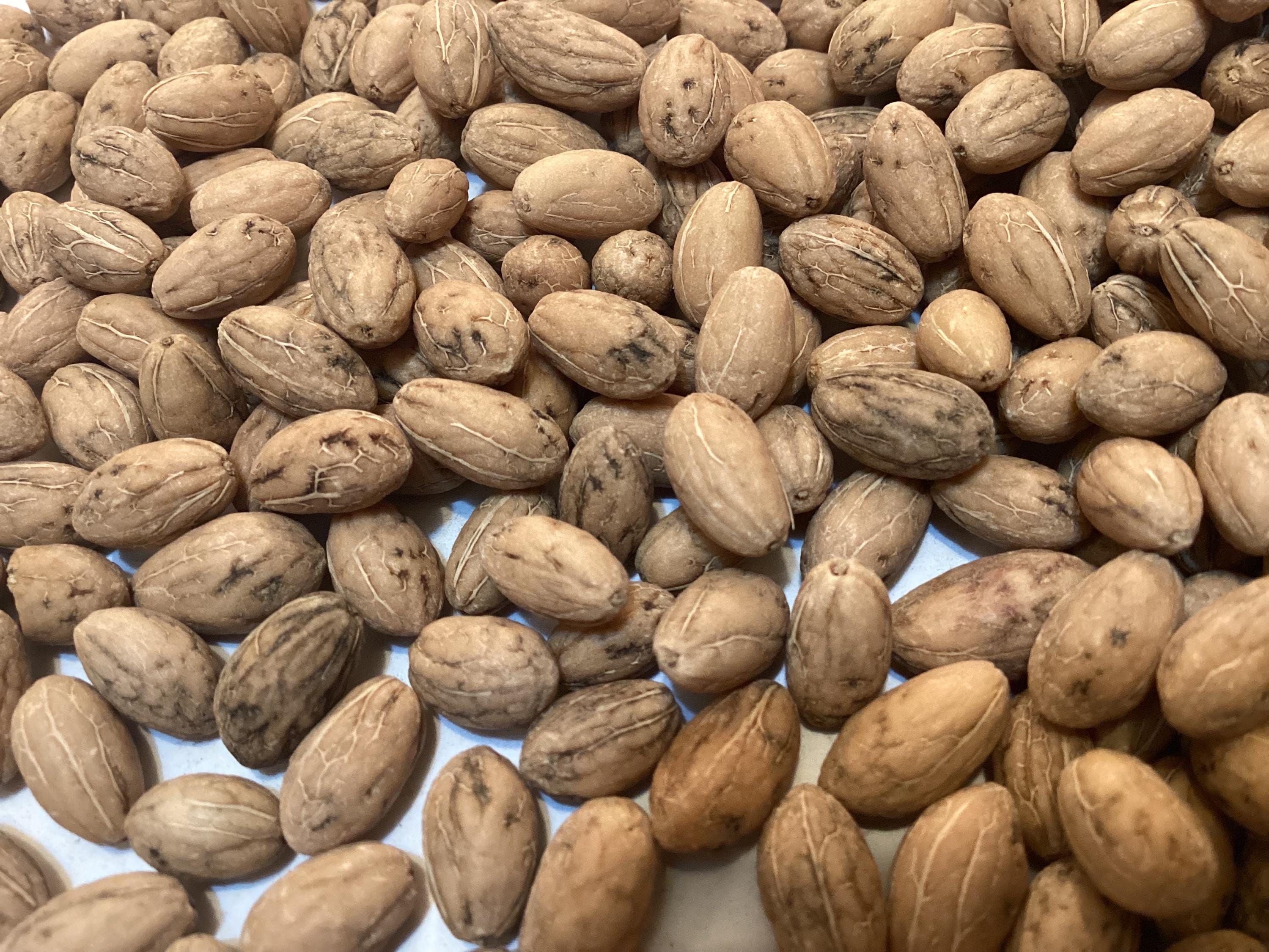 Common Olive Tree Seeds (OLEA EUROPAEA) (european Olive) - Etsy