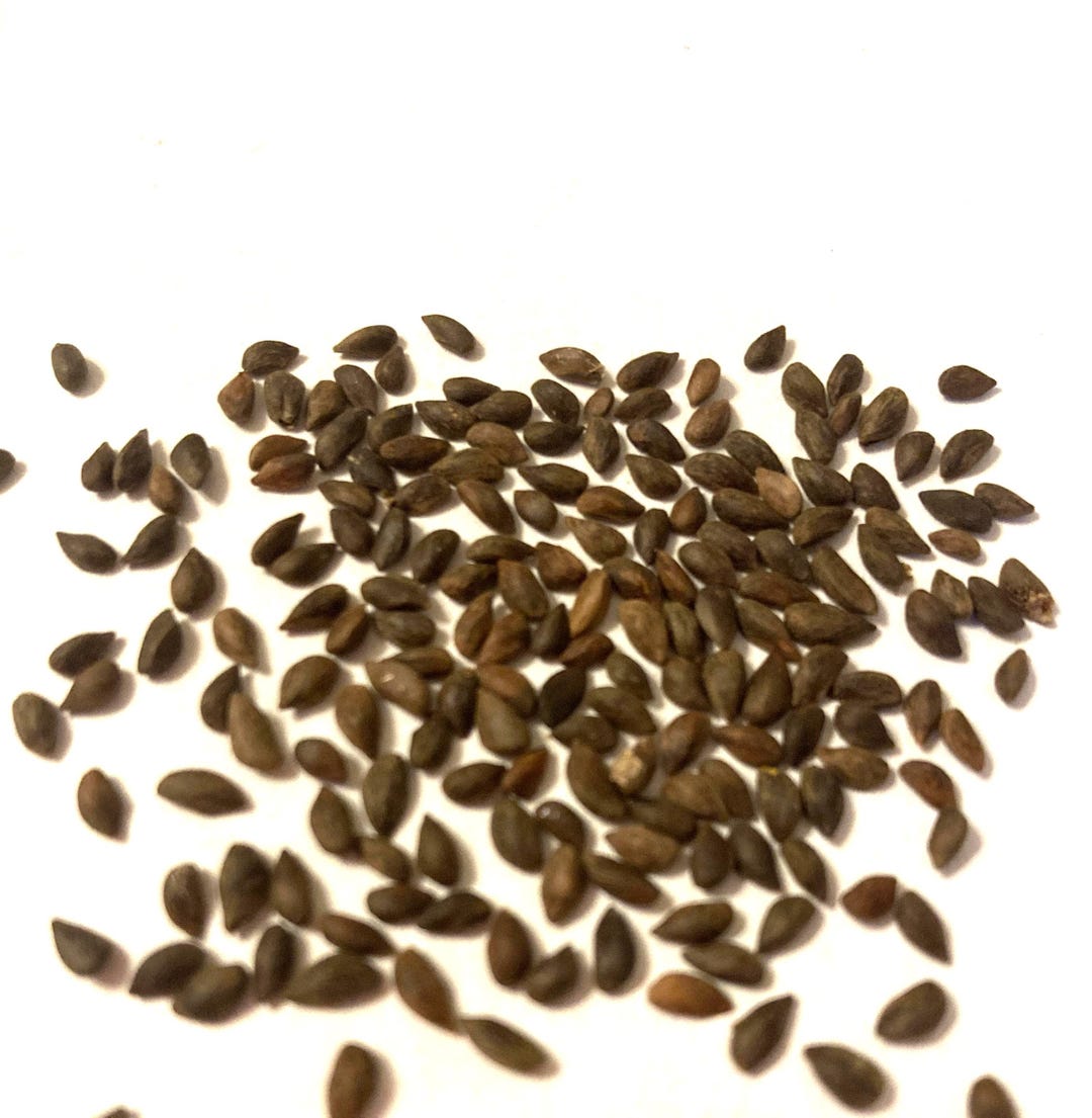 Korean Spruce Tree Seeds (PICEA KORAIENSIS) - Etsy