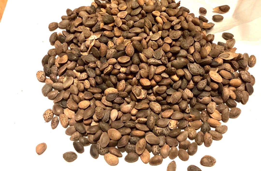 Ponderosa Pine Tree Seeds (PINUS PONDEROSA) (western Yellow Pine) - Etsy