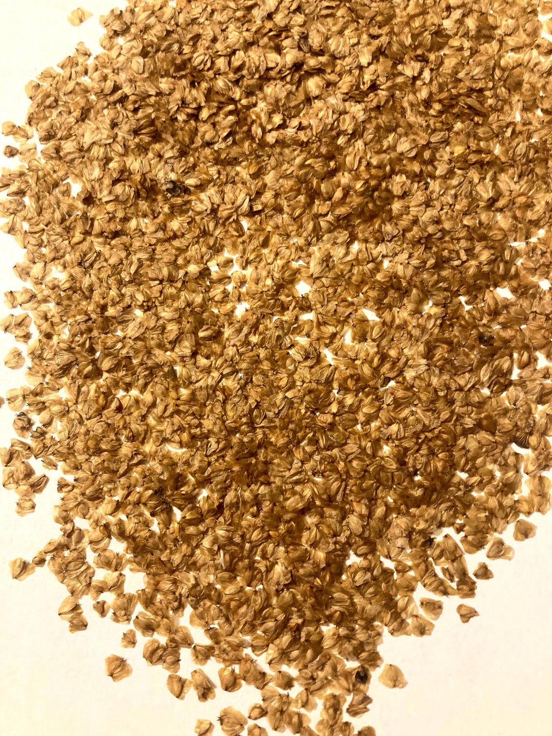 Sitka Alder Tree Seeds (ALNUS SINUATA) - Etsy