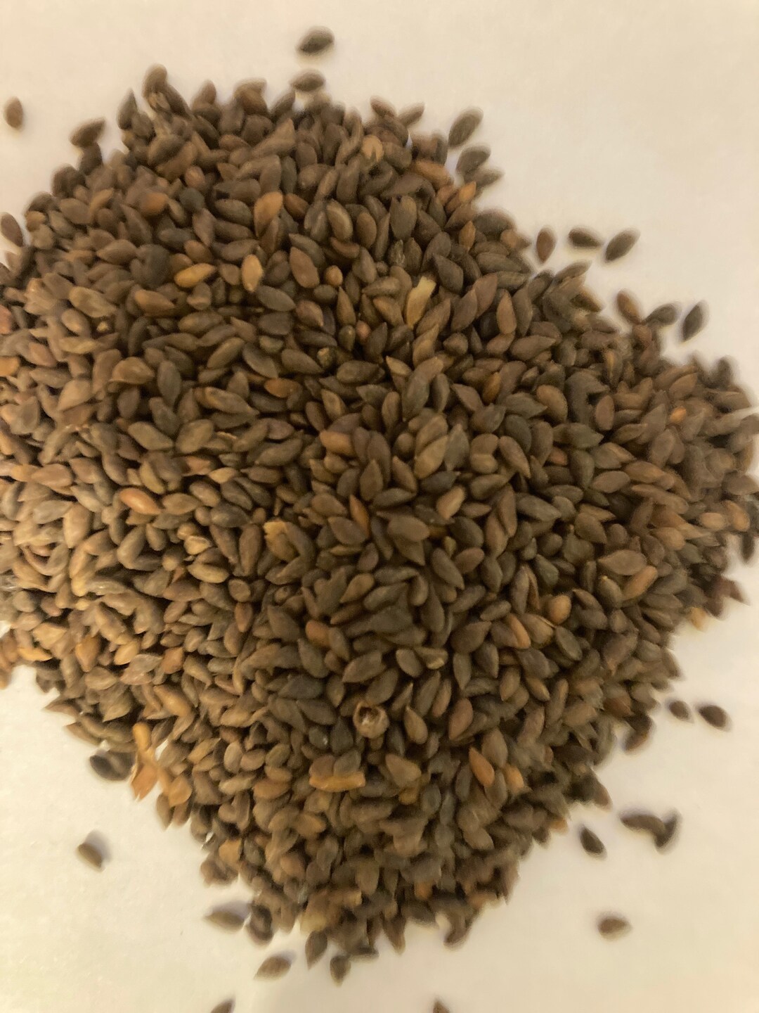 Blue Spruce Tree Seeds PICEA PUNGENS GLAUCA - Etsy