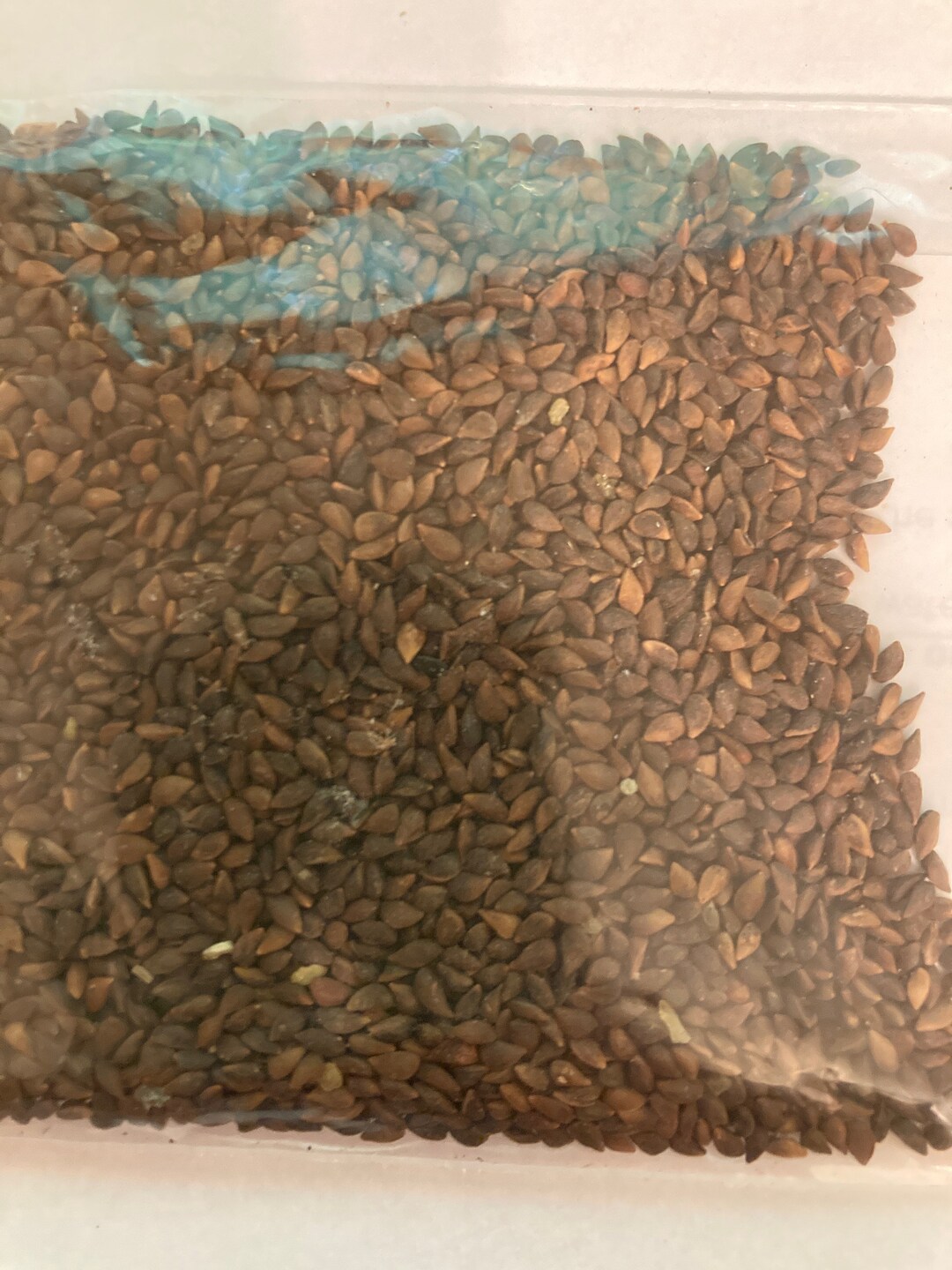 Lutz Spruce Tree Seeds (PICEA X LUTZII) - Etsy