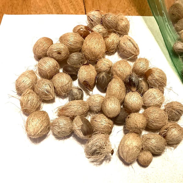 Palm Tree Seeds - Etsy