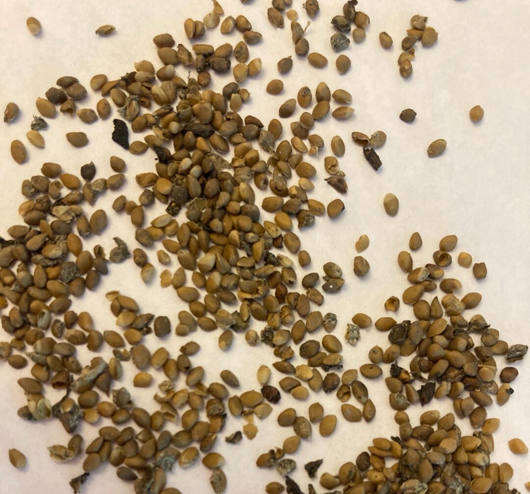 Russian Mulberry Tree Seeds (MORUS ALBA TATARICA) (tatarian White ...