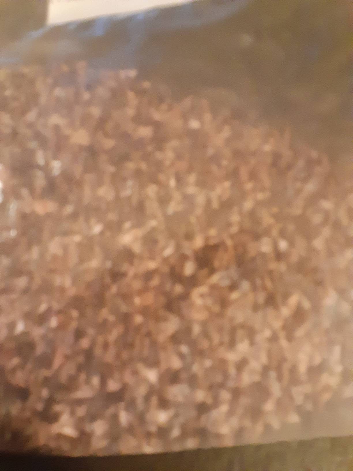 Balsam Fir Tree Seeds abies Balsamea - Etsy