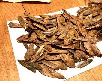 Seeds for Planting, Fraxinus Angustifolia Seeds, Narrowleaf Ash,~ Bulk ...