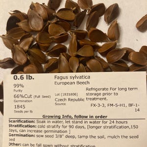 European Beech Tree Seeds (FAGUS SYLVATICA) (beechnut) - Etsy