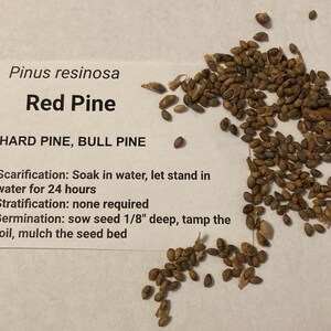 Red Pine Tree Seeds (PINUS RESINOSA) (hard Pine) (bull Pine) - Etsy