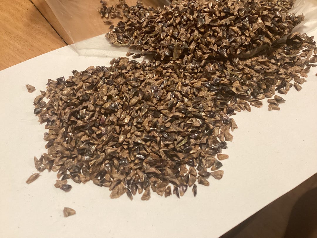 Eastern Fir Tree Seeds (ABIES BALSAMEA) (balsam Fir) - Etsy