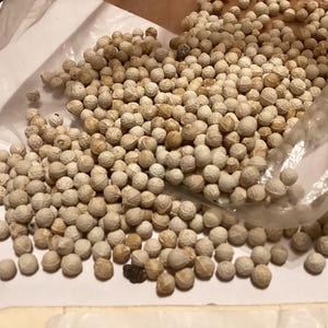 Common Hackberry Tree Seeds (CELTIS OCCIDENTALIS Northern) - Etsy
