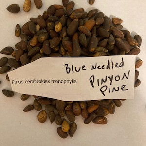 Single-leaf Pinyon Pine Tree Seeds (PINUS CEMBROIDES MONOPHYLLA) (blue ...