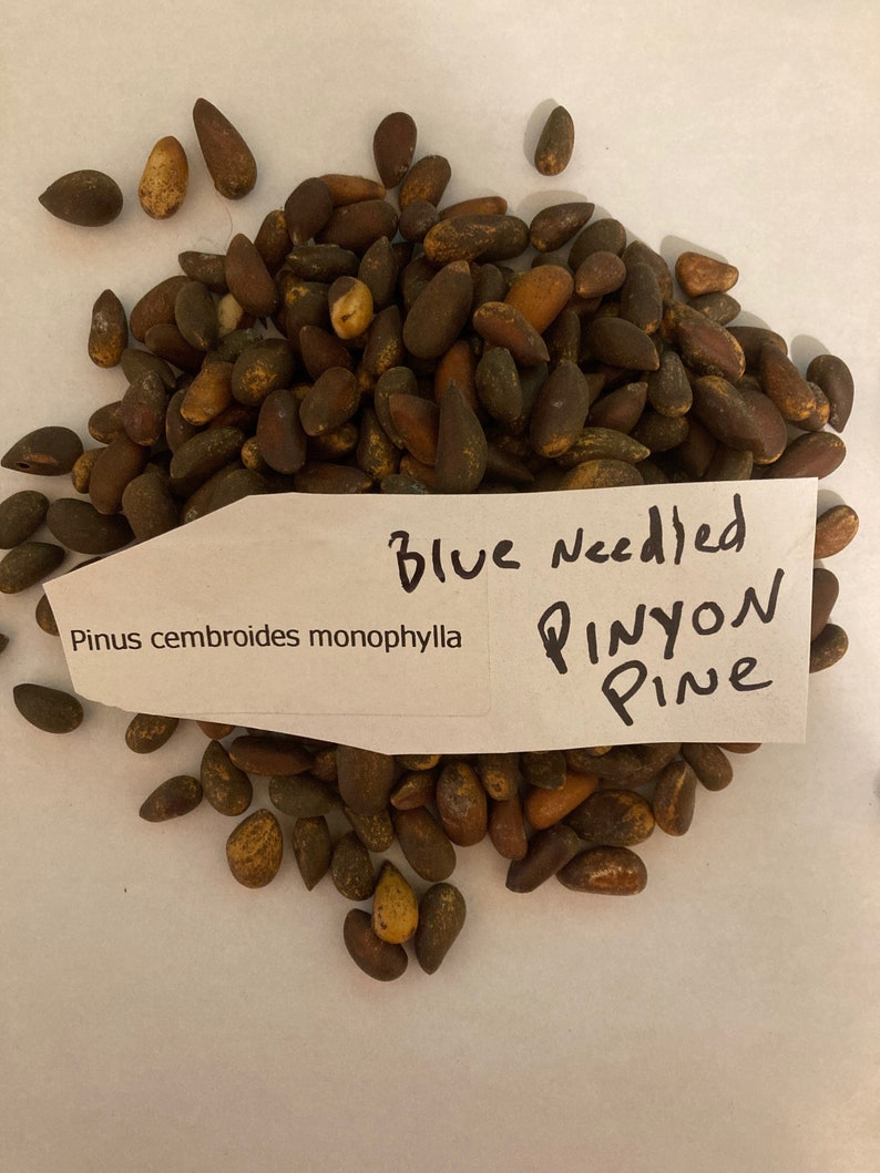 Single-leaf Pinyon Pine Tree Seeds (PINUS CEMBROIDES MONOPHYLLA) (blue ...