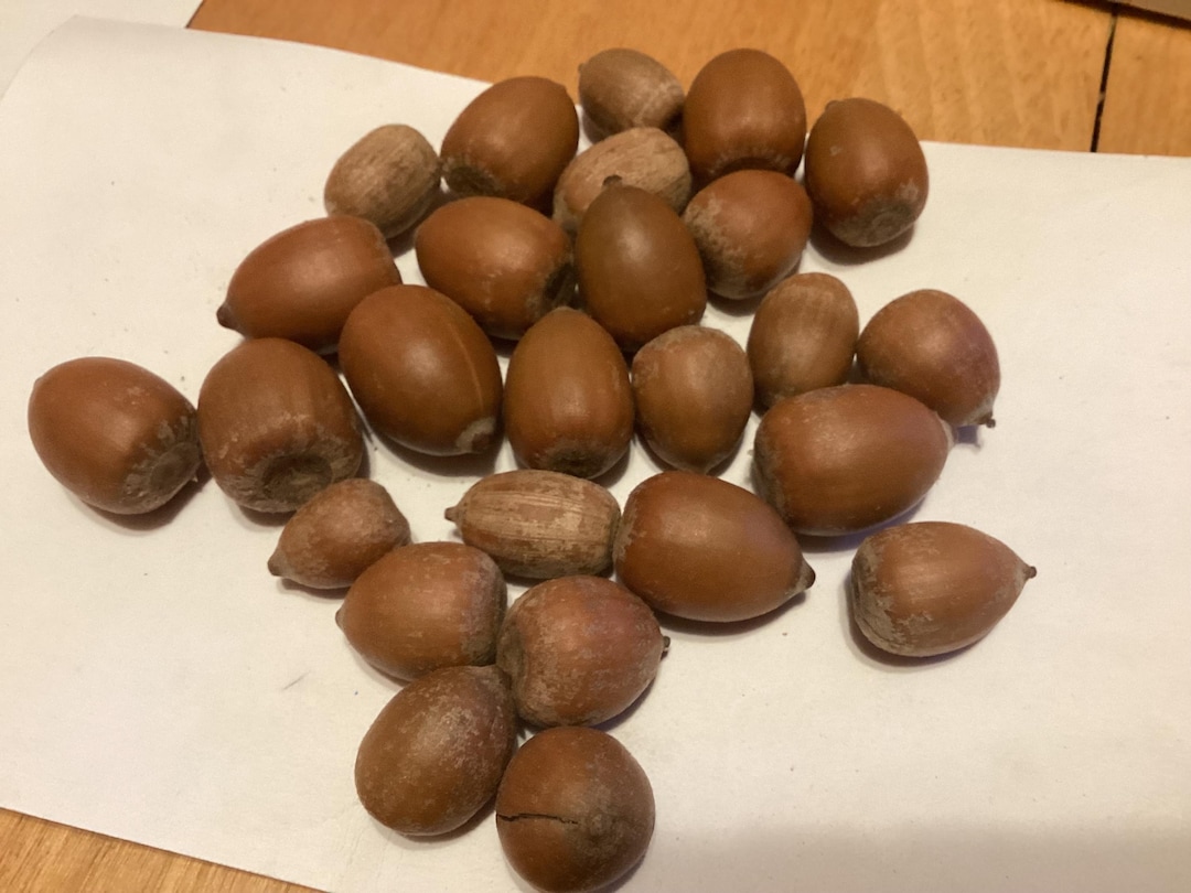 Red Oak Tree Seeds (QUERCUS BOREALIS RUBRA Northern) (northern Red Oak ...