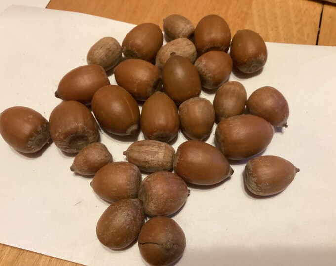 Red Oak Tree Seeds (QUERCUS BOREALIS RUBRA Northern) (northern Red Oak ...