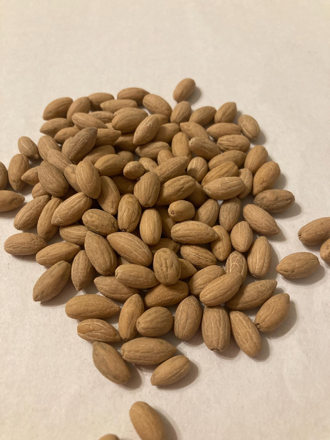 Common Olive Tree Seeds OLEA EUROPAEA european Olive - Etsy