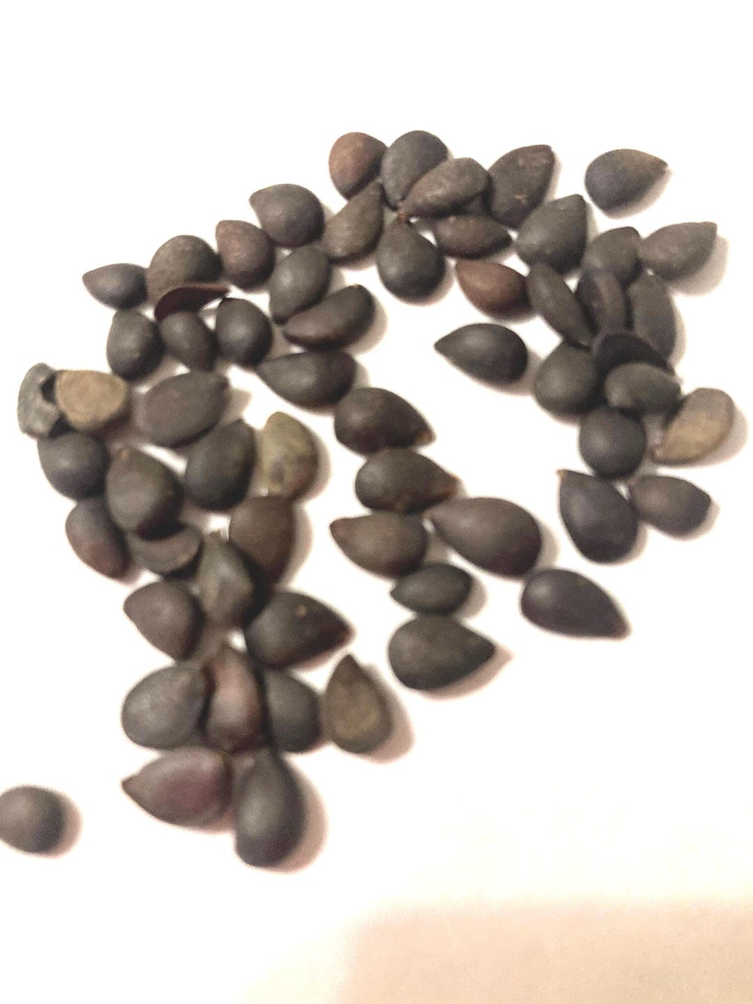Dusky Pear Tree Seeds (PYRUS PHAEOCARPA) (orange Pear) - Etsy