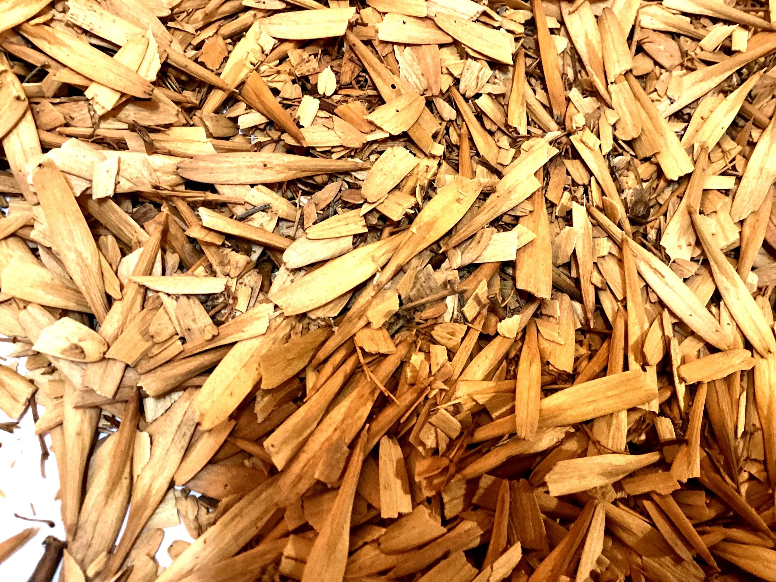 Green Ash Tree Seeds (FRAXINUS PENNSYLVANIA LANCEOLATA Wings) - Etsy