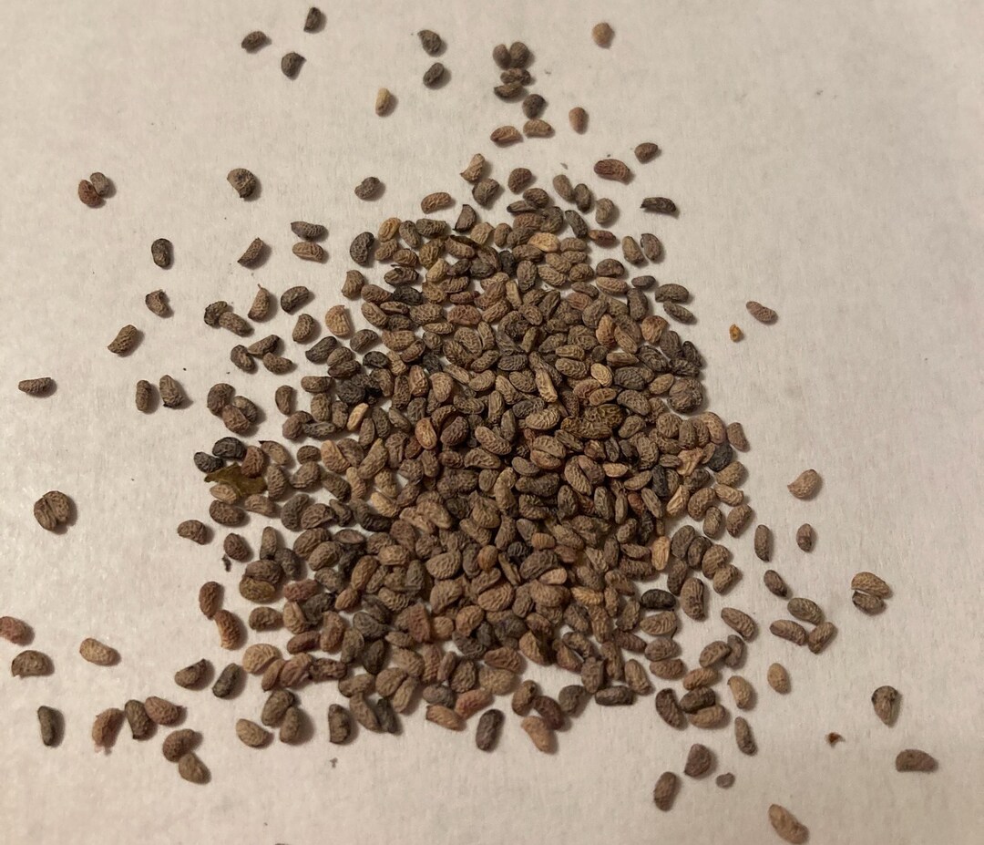 Red Raspberry Seeds (RUBUS IDAEUS) (european Raspberry, Framboise) - Etsy