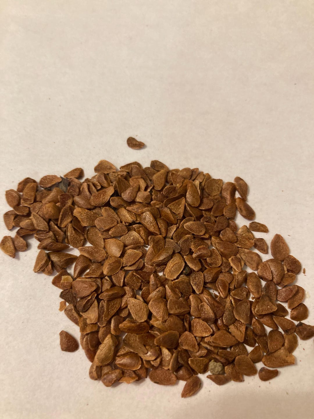 Chinese Cedar Tree Seeds (TOONA SINENSIS) ( Chinese Toon, Red Toon ...