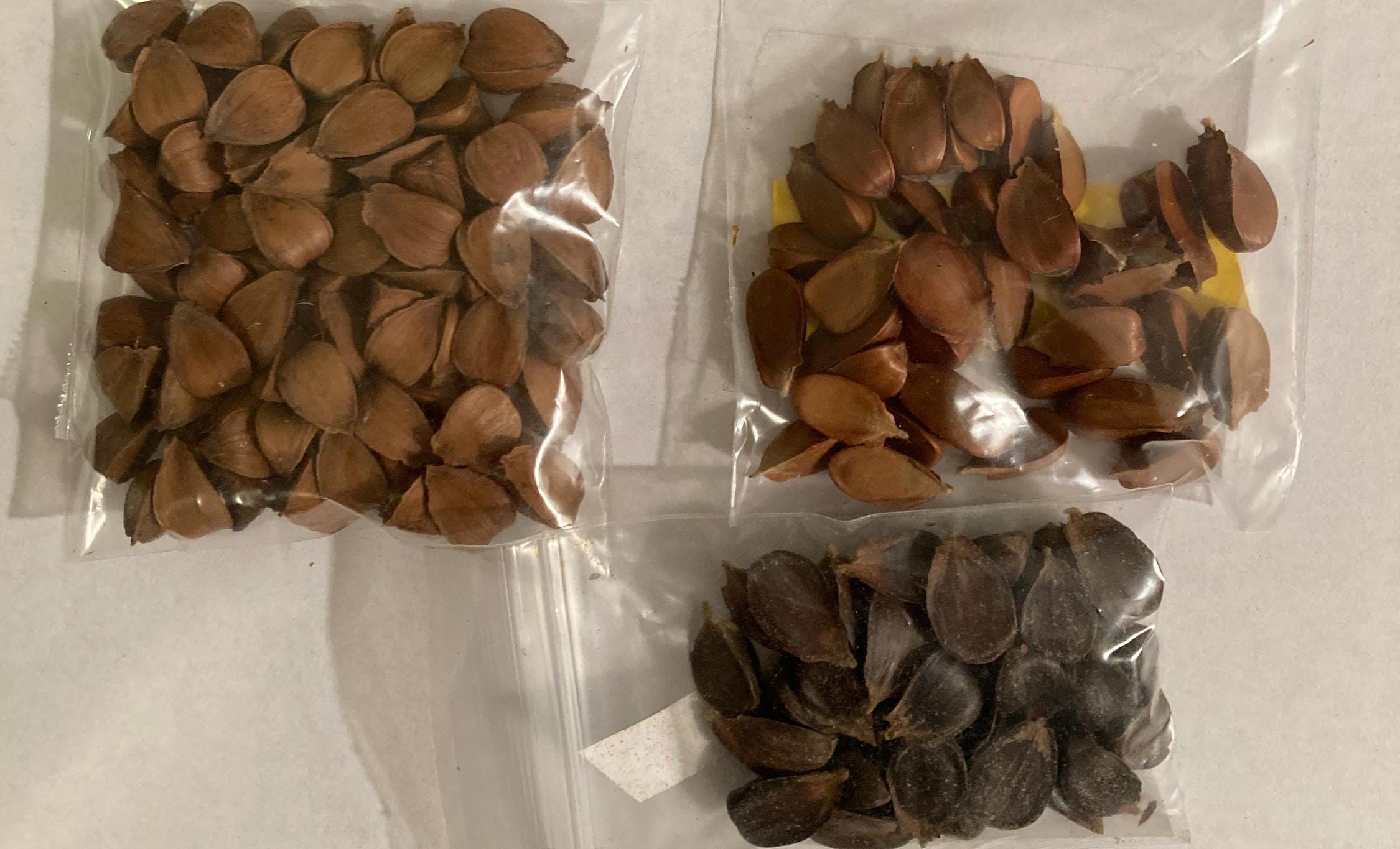 3 Types of BEECH TREE SEEDS (per Order Randomly Chosen) - Etsy
