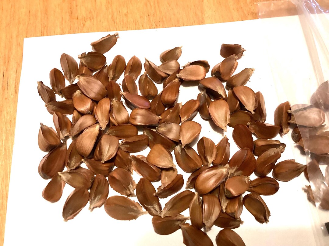 Oriental Beech Tree Seeds (FAGUS ORIENTALIS) - Etsy