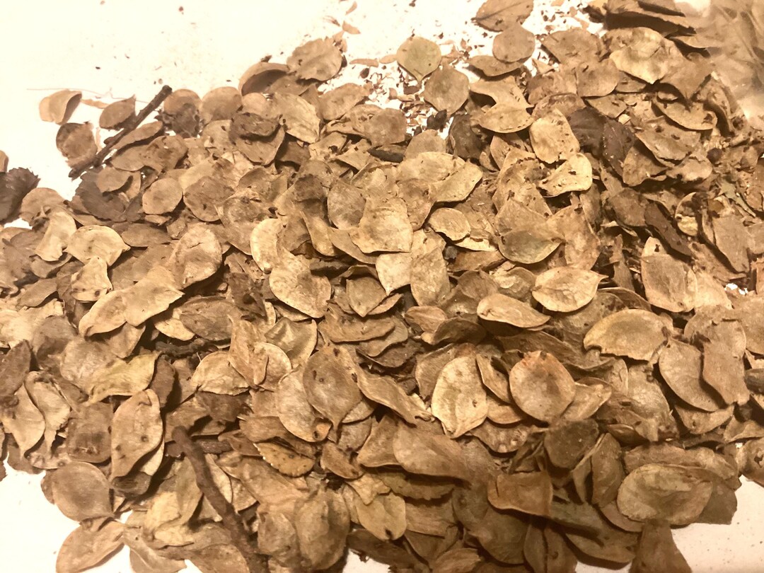 Cedar Elm Tree Seeds (ULMUS CRASSIFOLIA) - Etsy