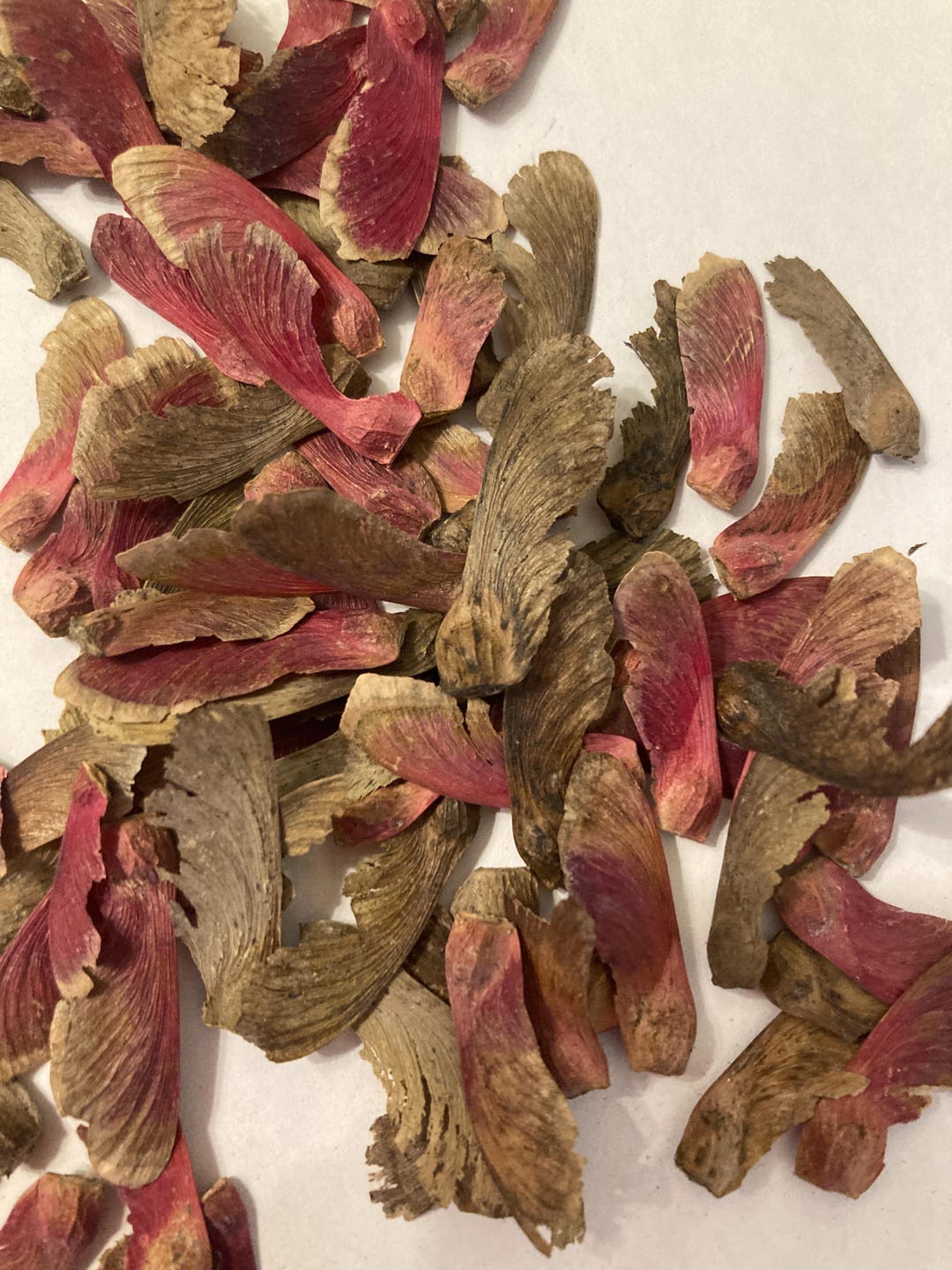 Suminagashi Japanese Maple Tree Seeds (acer Palmatum) - Etsy