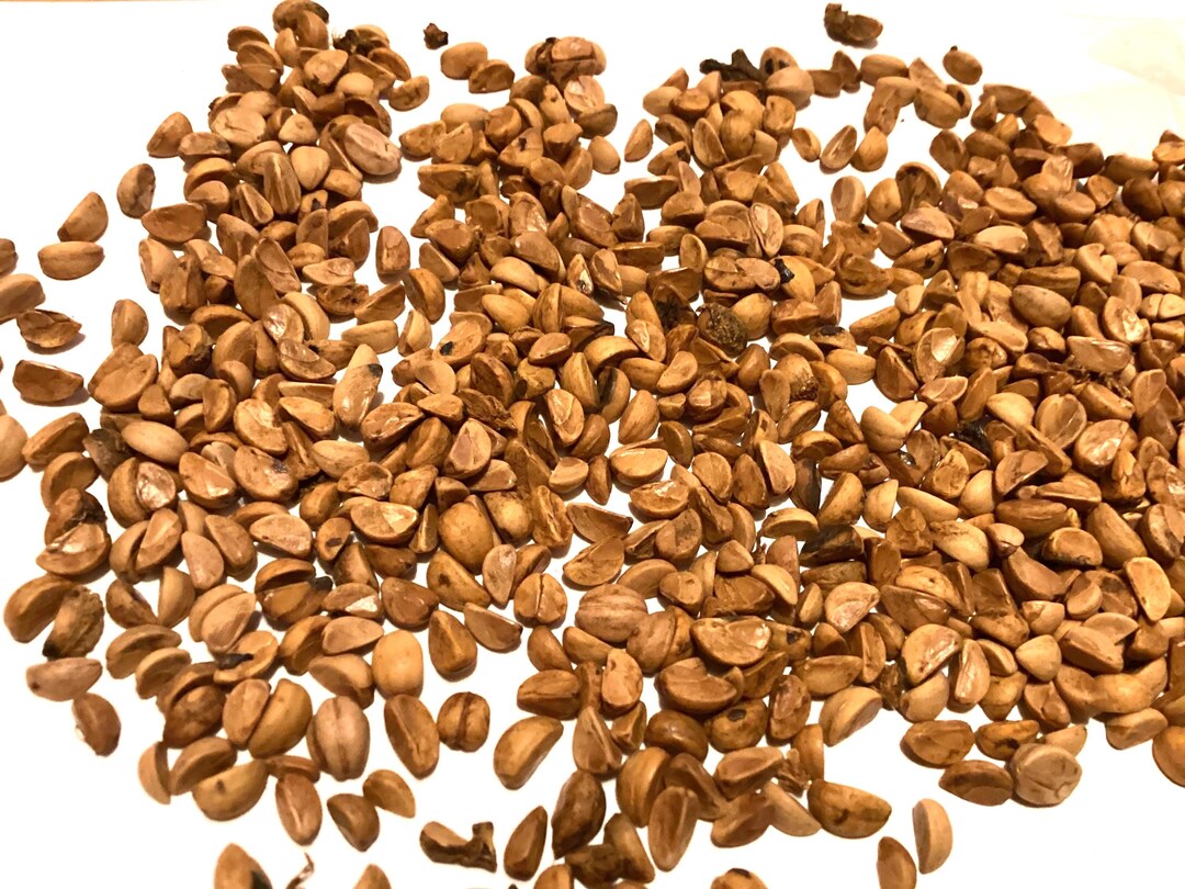 Blue Haw Tree Seeds (CRATAEGUS BRACHYACANTHA) - Etsy