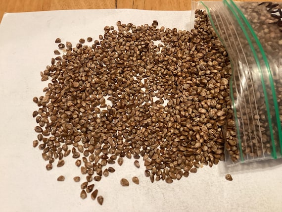 Juniperus Virginiana Seeds