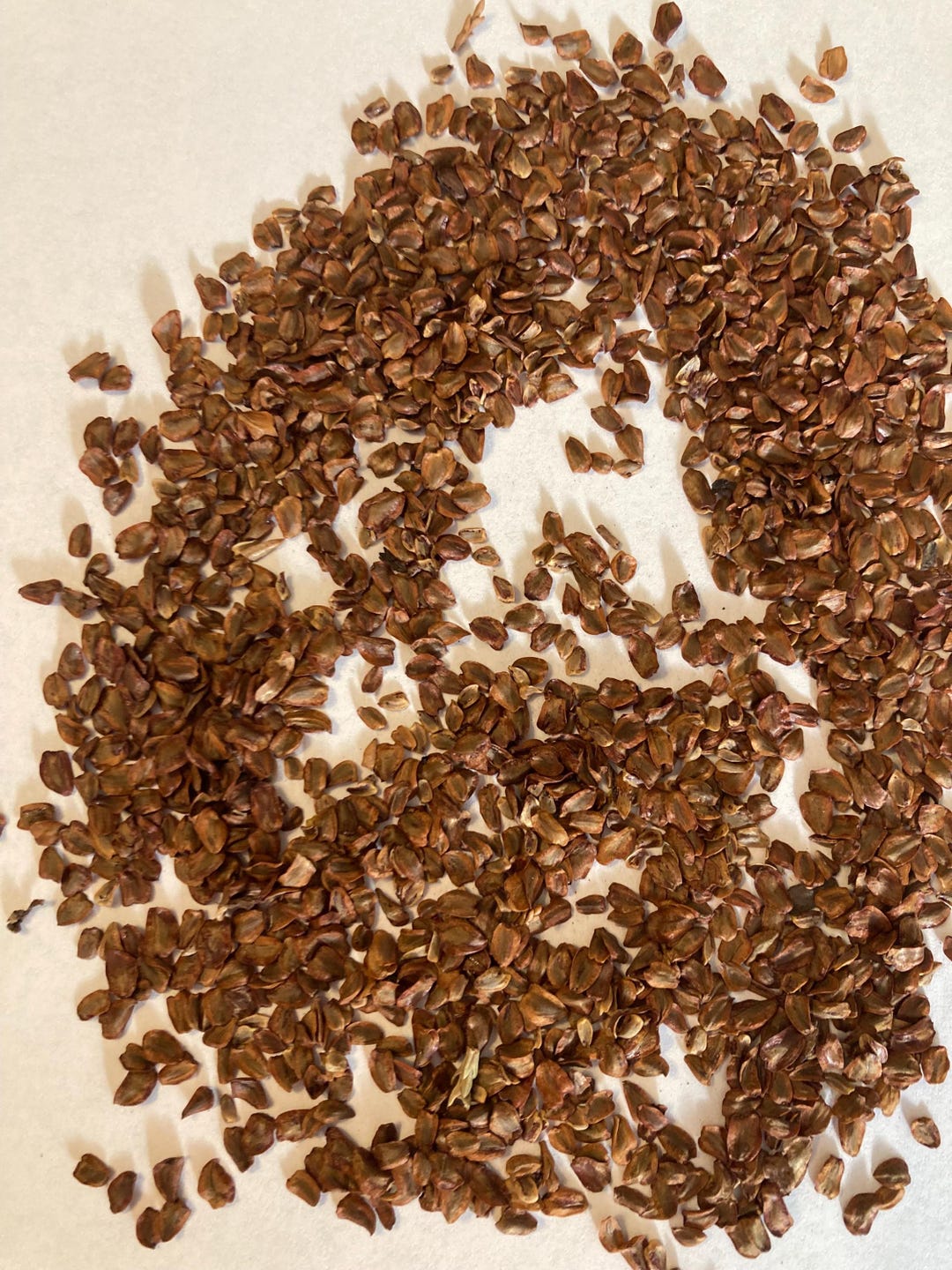 Coastal Redwood Tree Seeds (SEQUOIA SEMPERVIRENS) (california Redwood ...