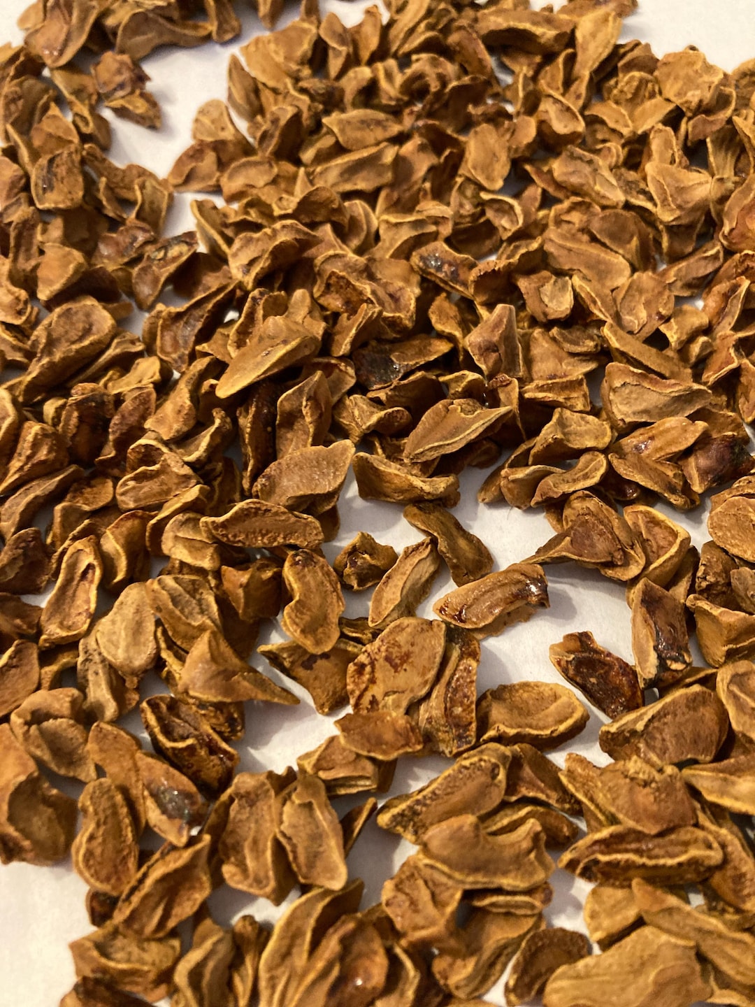 Bald Cypress Tree Seeds (TAXODIUM DISTICHUM) (southern Sourced) - Etsy