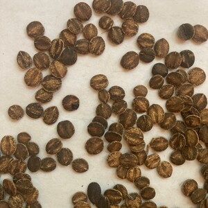 Blackhaw Tree Seeds (VIBURNUM PRUNIFOLIUM) (smooth Blackhaw, Sweet Haw ...