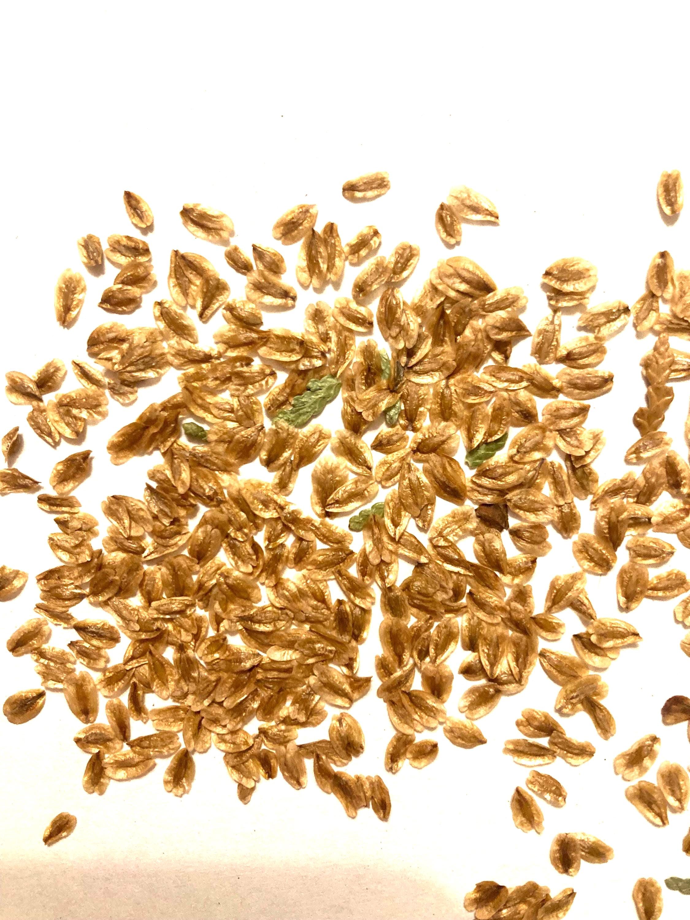 Western Red Cedar Tree Seeds (THUJA PLICATA) for Planting - Etsy