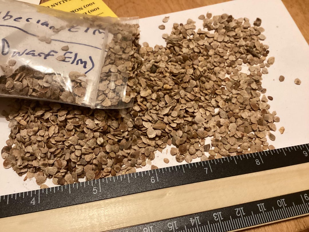 Siberian Elm Tree Seeds ULMUS PUMILA dwarf Elm asiatic Elm chinese Elm ...