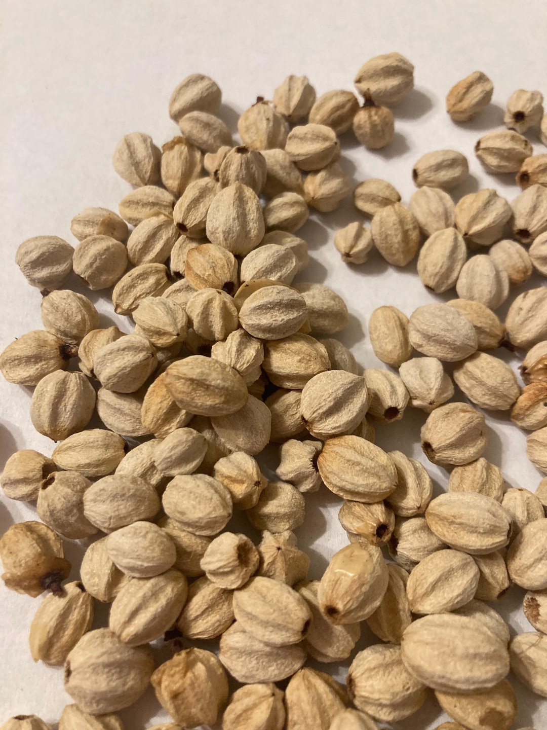 Chinaberry Tree Seeds (MELIA AZEDARACH) (bead-tree) (pride of India) - Etsy