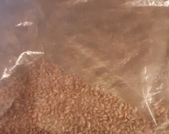 5 Rainbow Tree Seeds-1303 - Etsy