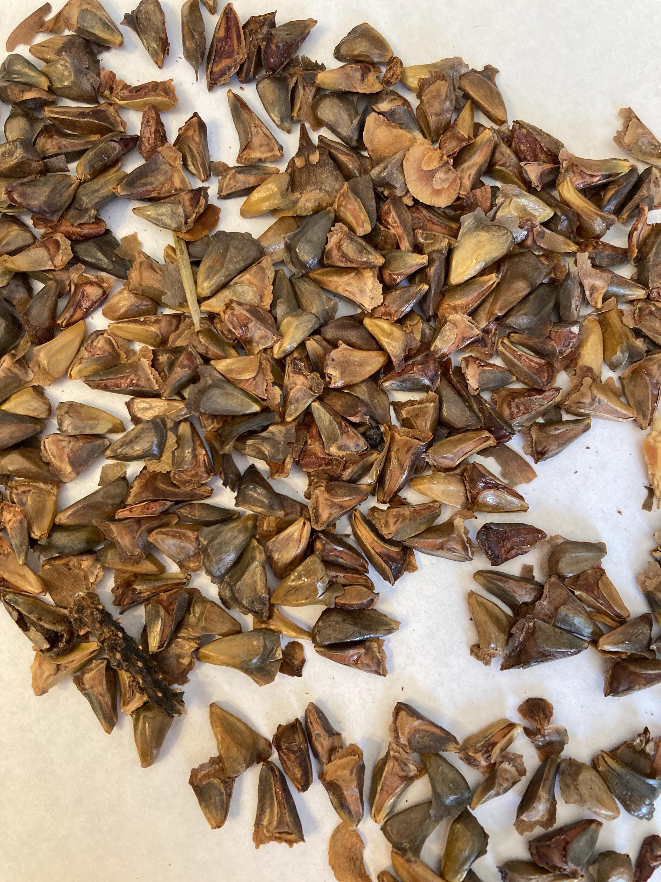 Manchurian Fir Tree Seeds (ABIES NEPHROLEPIS) (khingan Fir) - Etsy