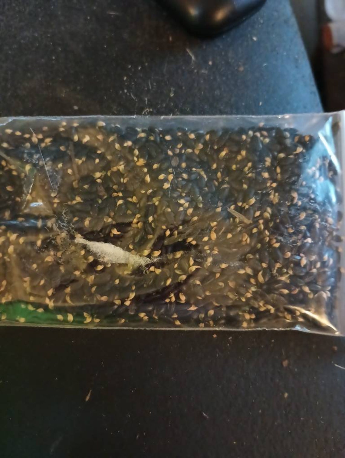 Bailey Acacia Tree Seeds acacia Baileyana - Etsy